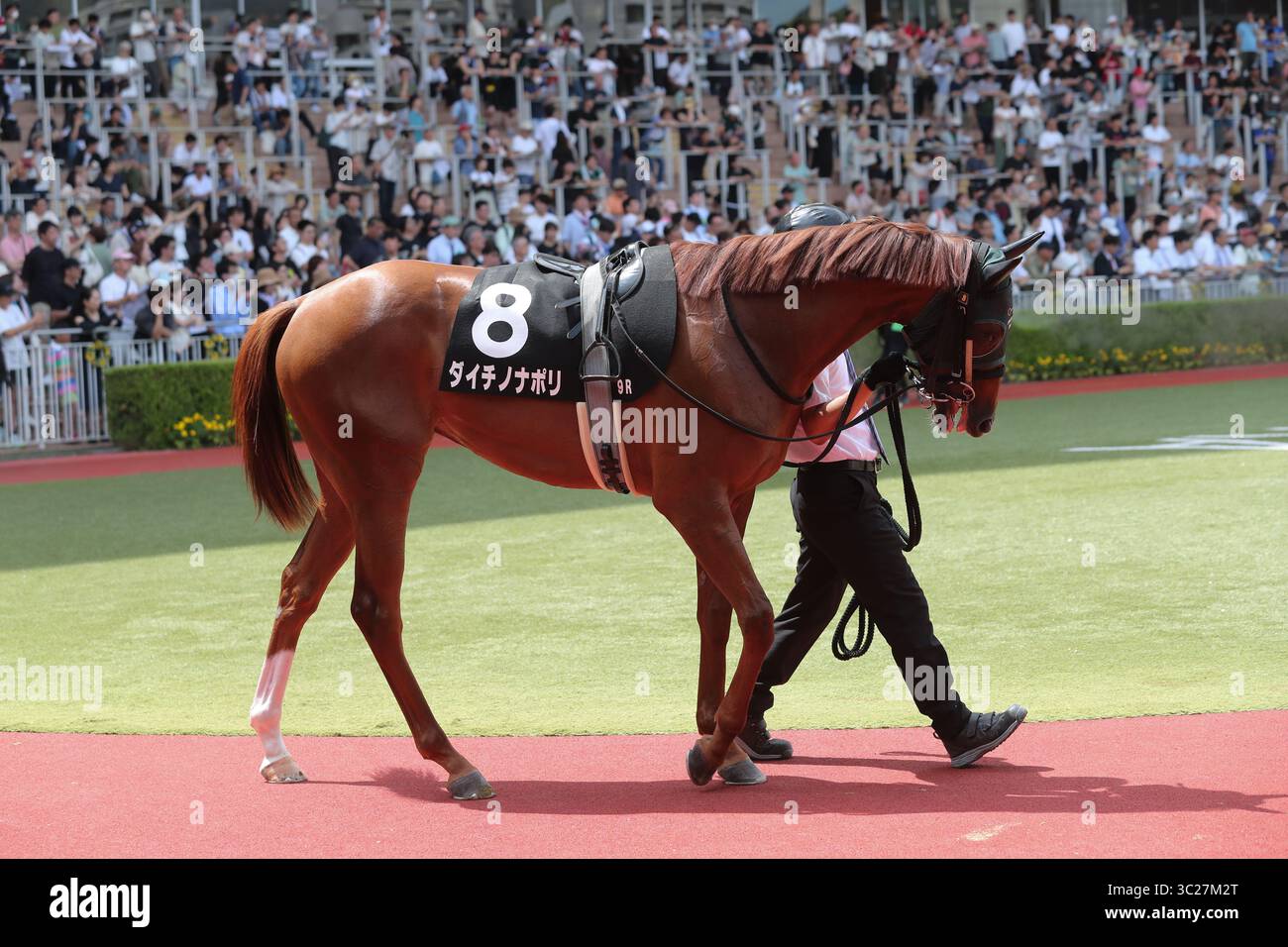 2025/07/19 KOKURA 09R HIMAWARI SHO Daichino Napoli Kokura Racecourse in Fukuoka, Japan on July ...