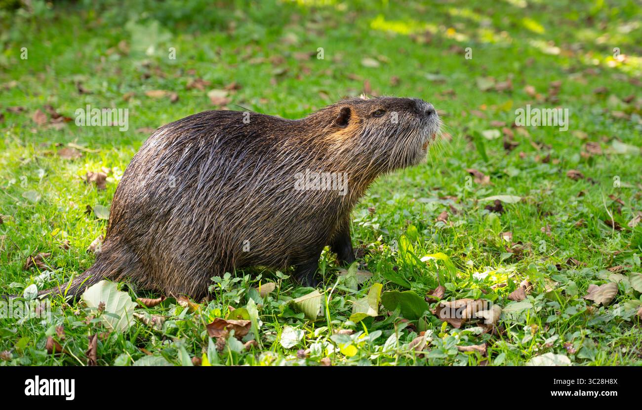 Nutria River Rat, Coypu Herbivorous, Semiaquatic Rodent Family ...