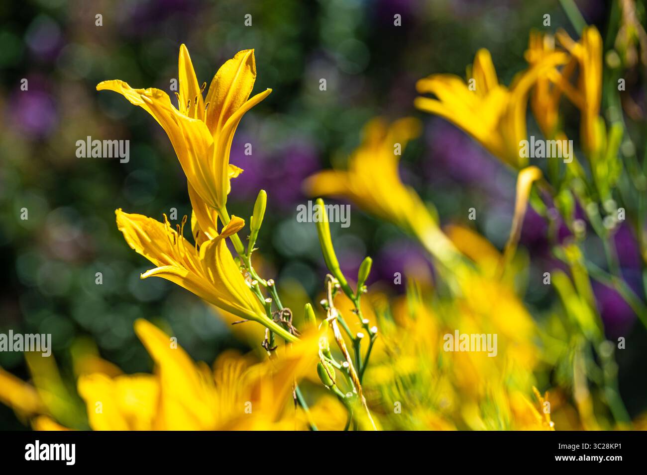 Beautiful yellow daylilies at the Atlanta Botanical Garden in Midtown ...