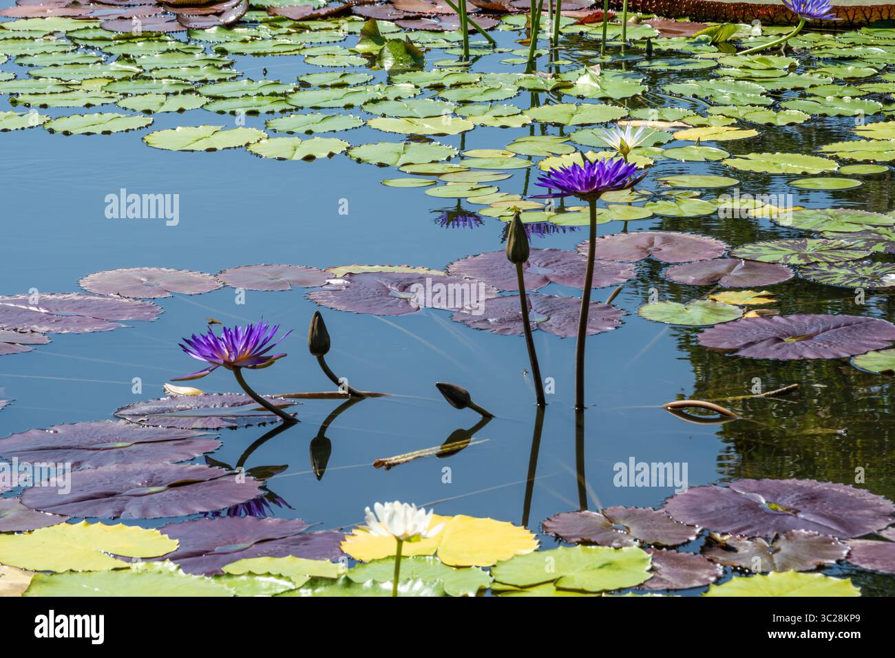 Colorful water lilies and lily pads at the Atlanta Botanical Garden in ...