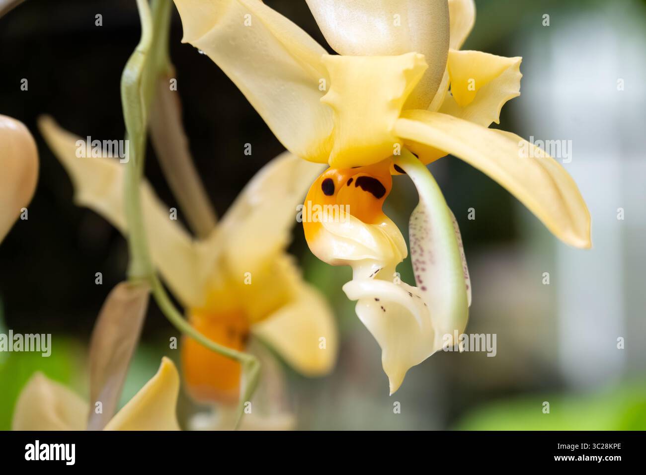 Stanhopea ruckeri flowers in the Orchid Display House of the Dorothy ...