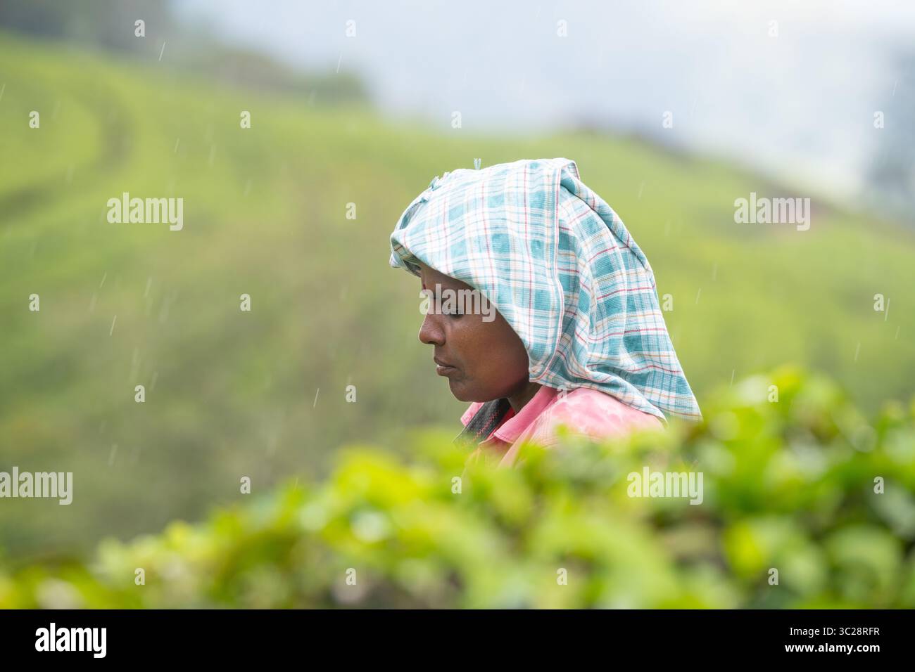 Tea Picker Or Plucker Harvesting Leaves On Plantation In Munnar, India ...