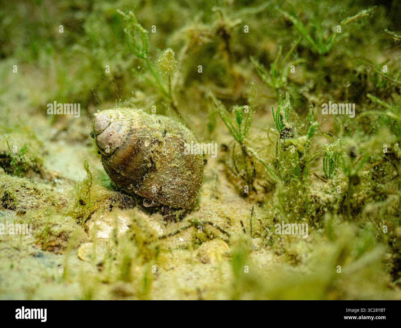 Italian swamp hi-res stock photography and images - Alamy