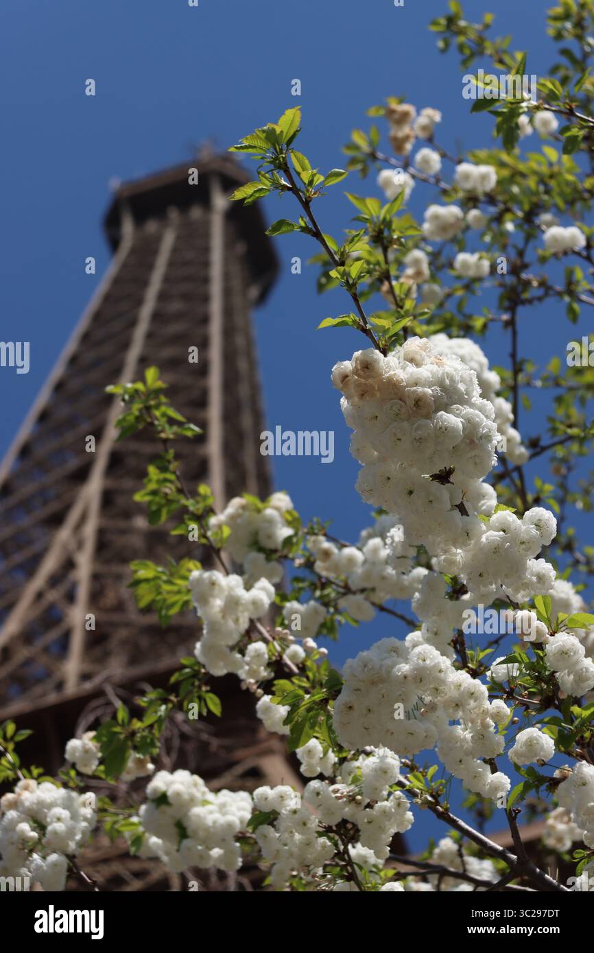 Eiffel tower through flowers hi-res stock photography and images - Alamy