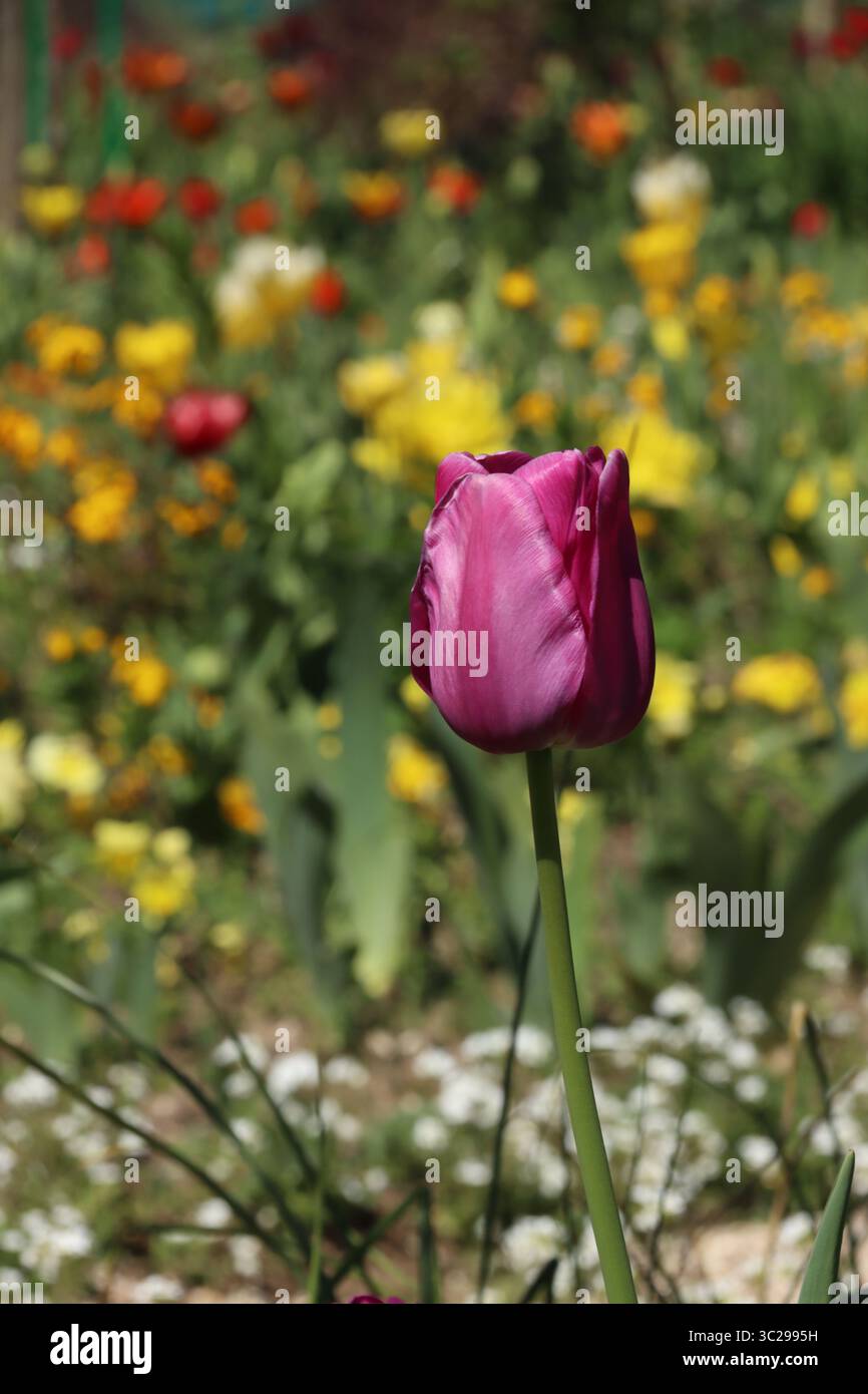 closeup of purple tulip Stock Photo - Alamy