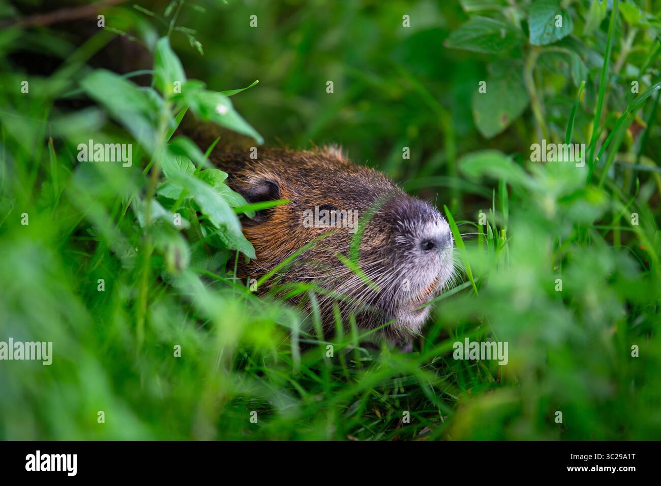 Nutria, Coypu Herbivorous, Semiaquatic Rodent Member Of The Family ...