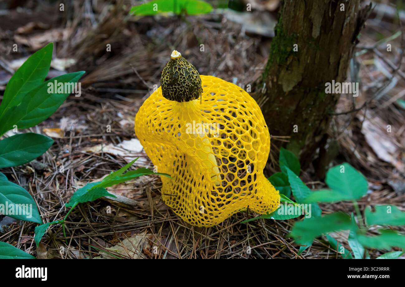 Phallus mountain hi-res stock photography and images - Alamy
