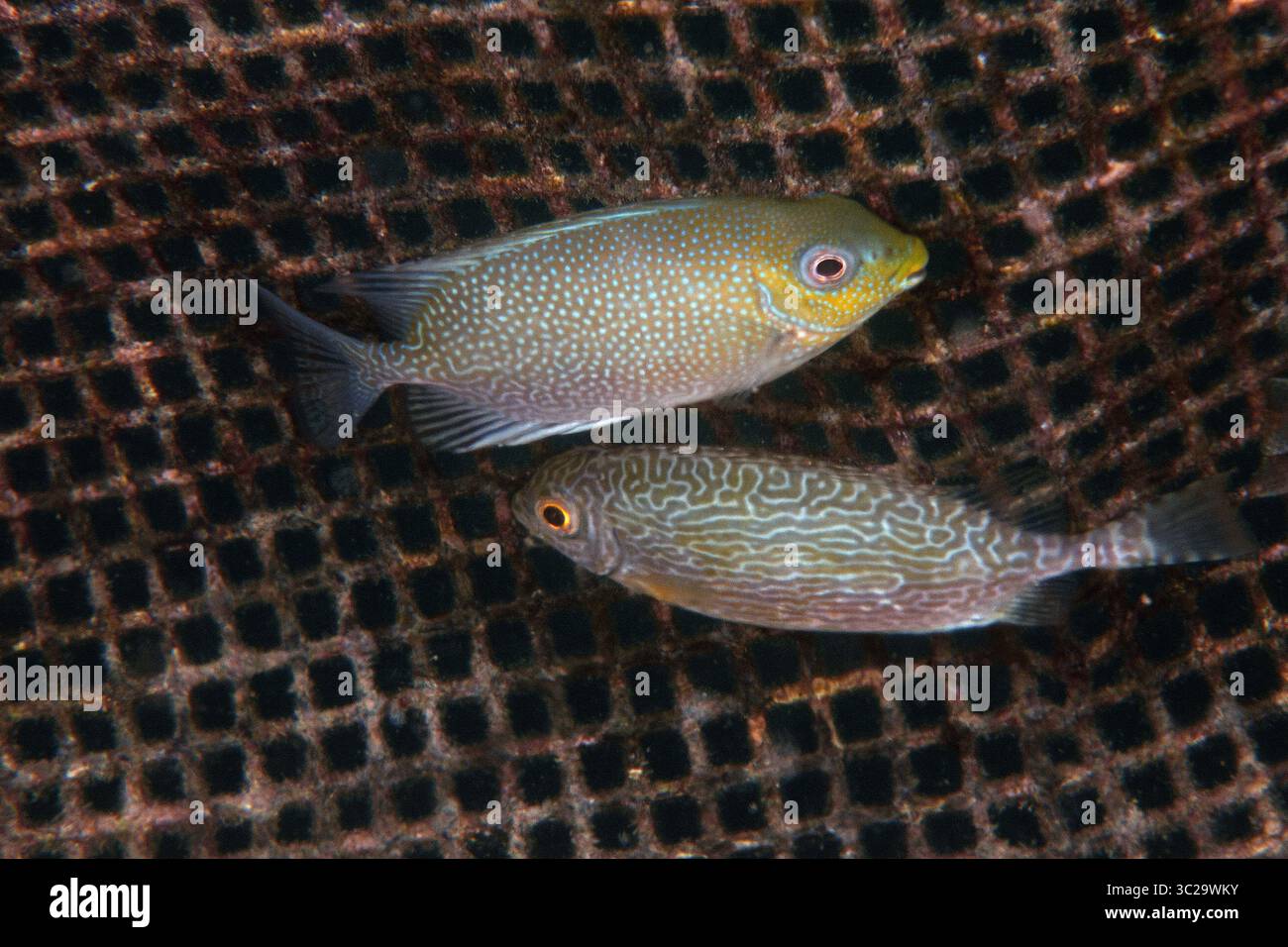 July 2, 2018 - Underwater cage with cultured forktail rabbitfish ...
