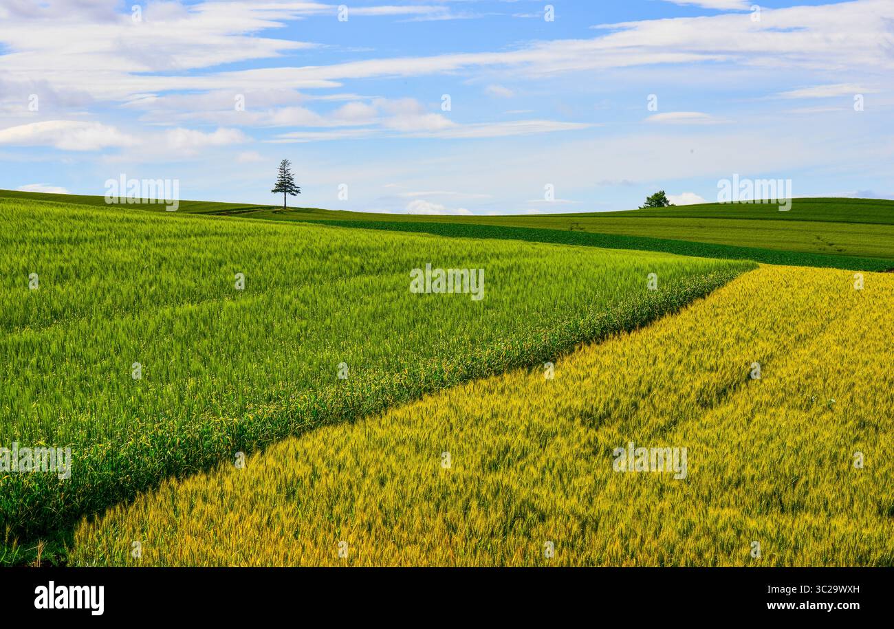 A yellow barley field hill with a Christmas tree standing on it Stock ...