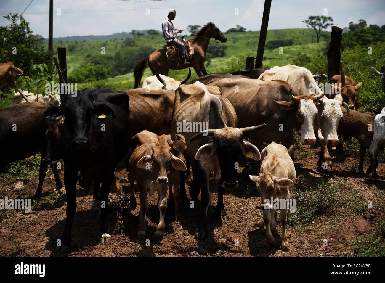 A ranch worker drives cattle to a corral for inspection for New World ...