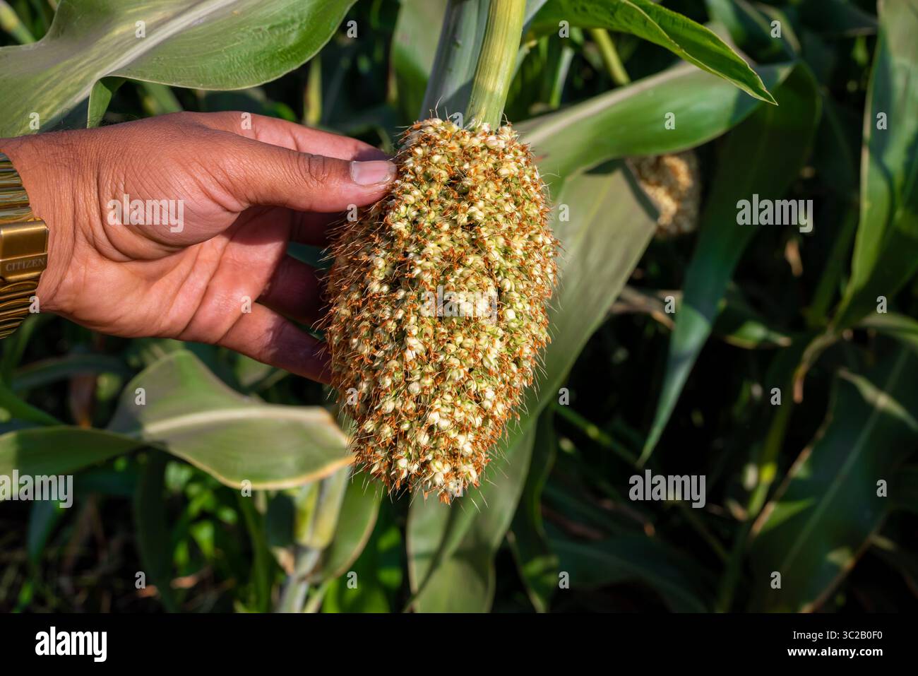 Closeup of Jowar grain (Sorghum) crop. Jowar grain Sorghum crop farm ...