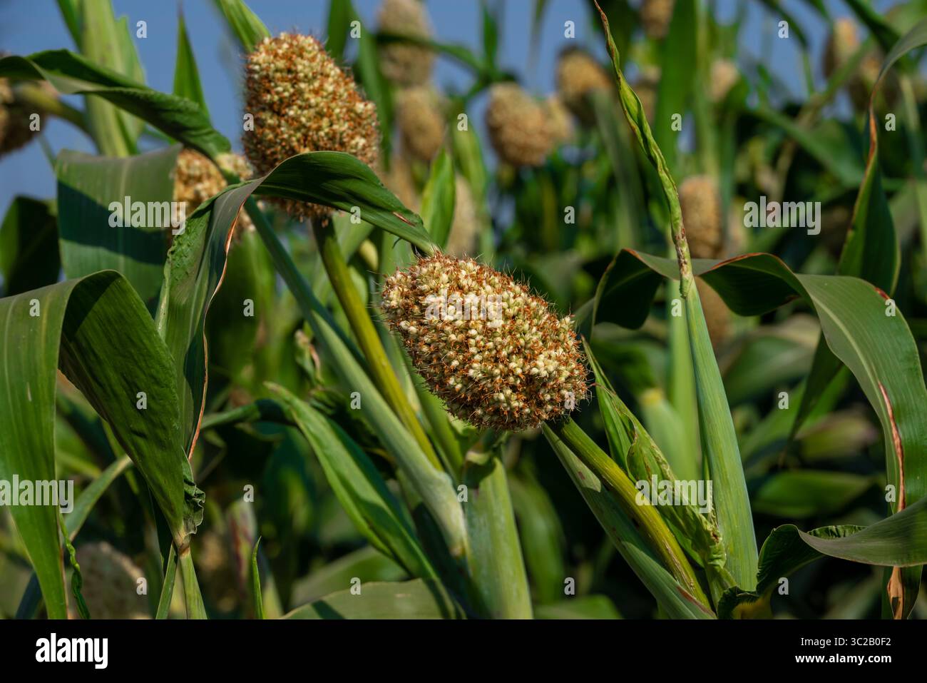 Closeup of Jowar grain (Sorghum) crop. Jowar grain Sorghum crop farm ...