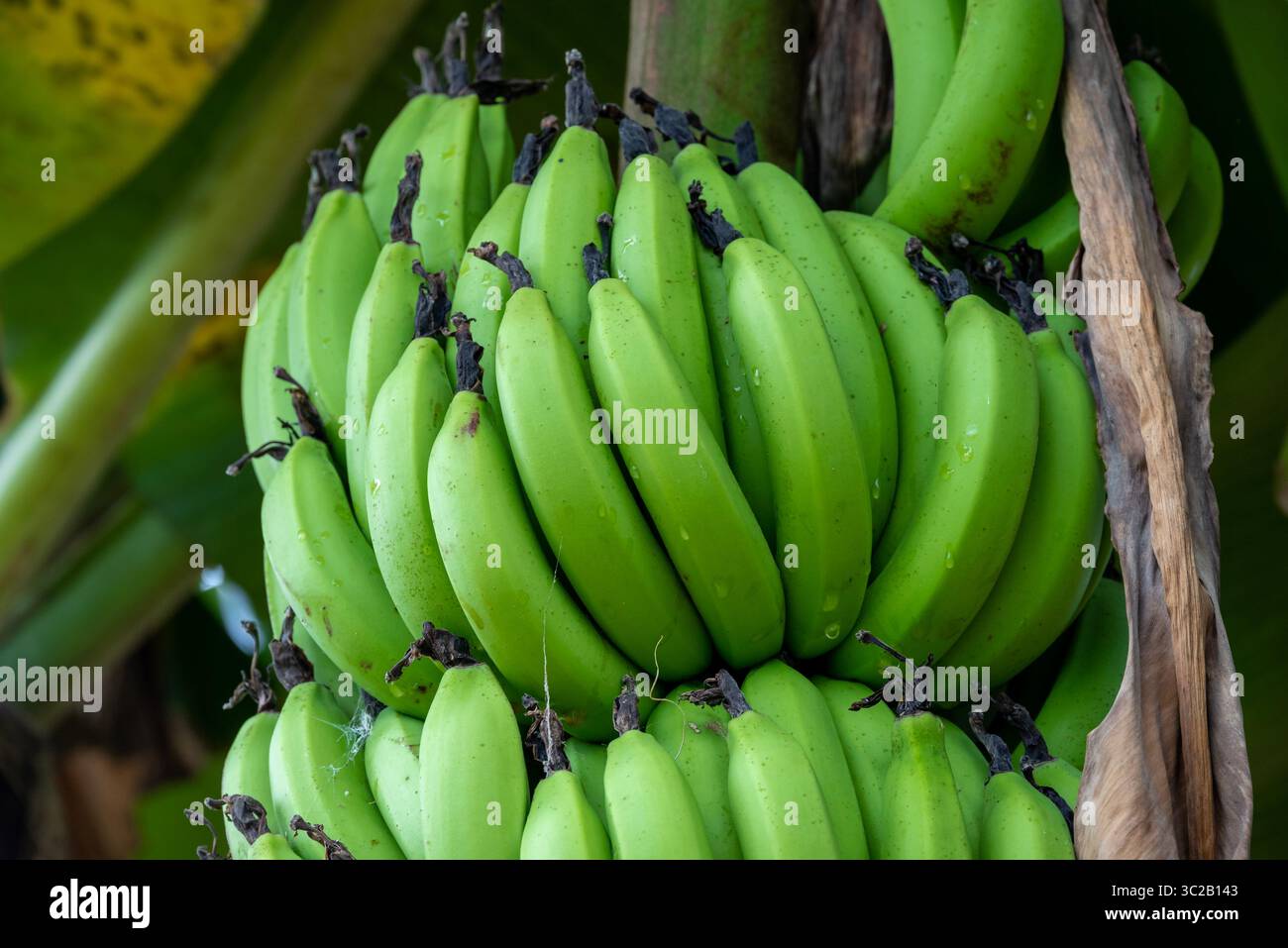 Green bananas growing on trees. Green tropical banana fruits Stock Photo - Alamy