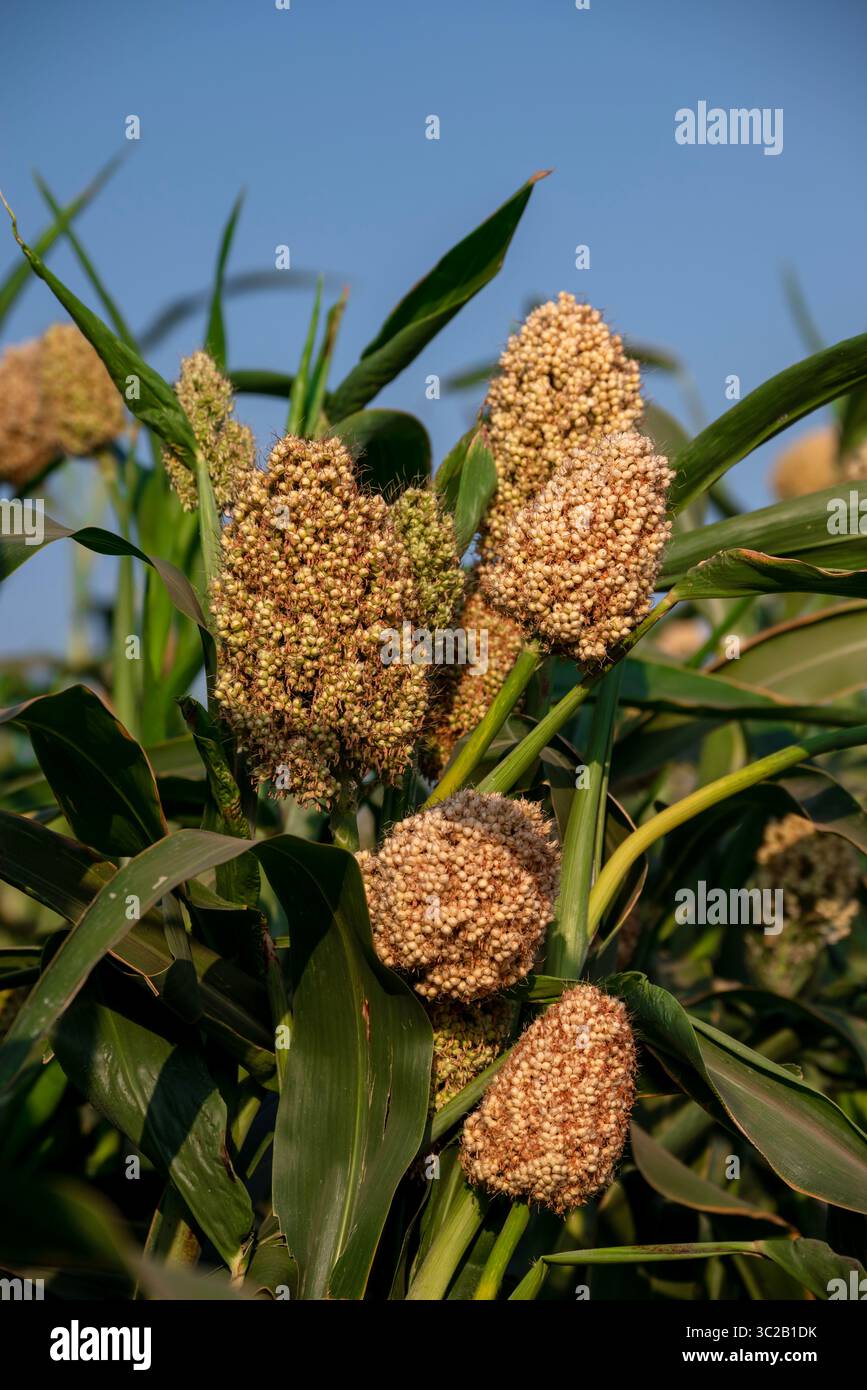 Sorghum, Sorghum or Millet field with blue sky background Stock Photo ...