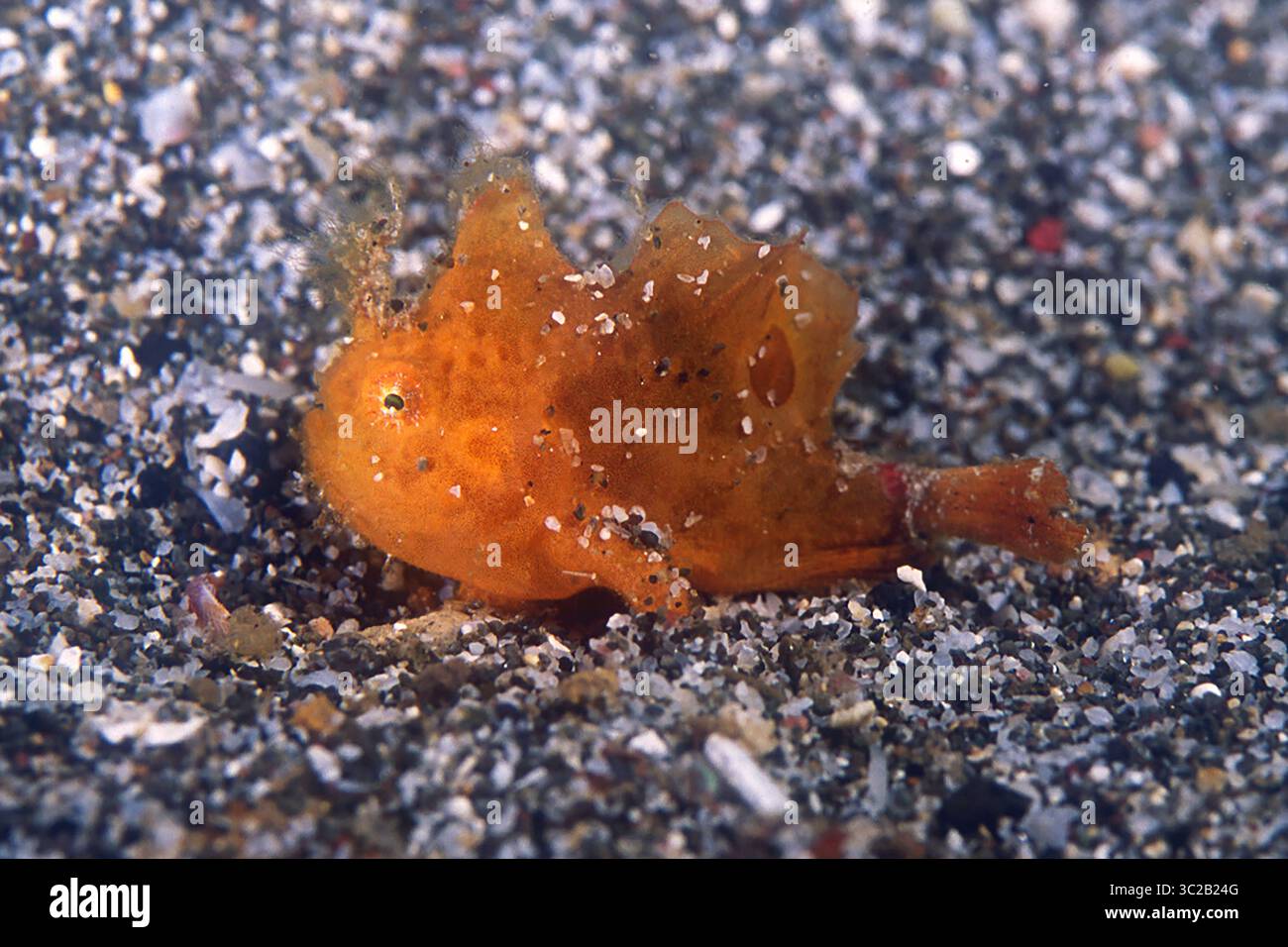 Big spot angler hi-res stock photography and images - Alamy