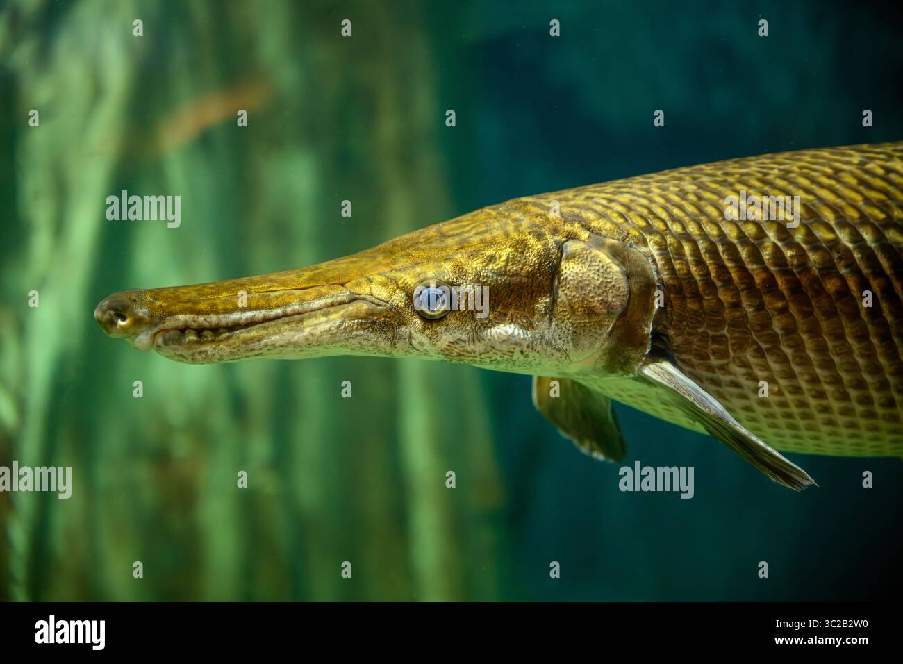 Alligator gar hi-res stock photography and images - Alamy