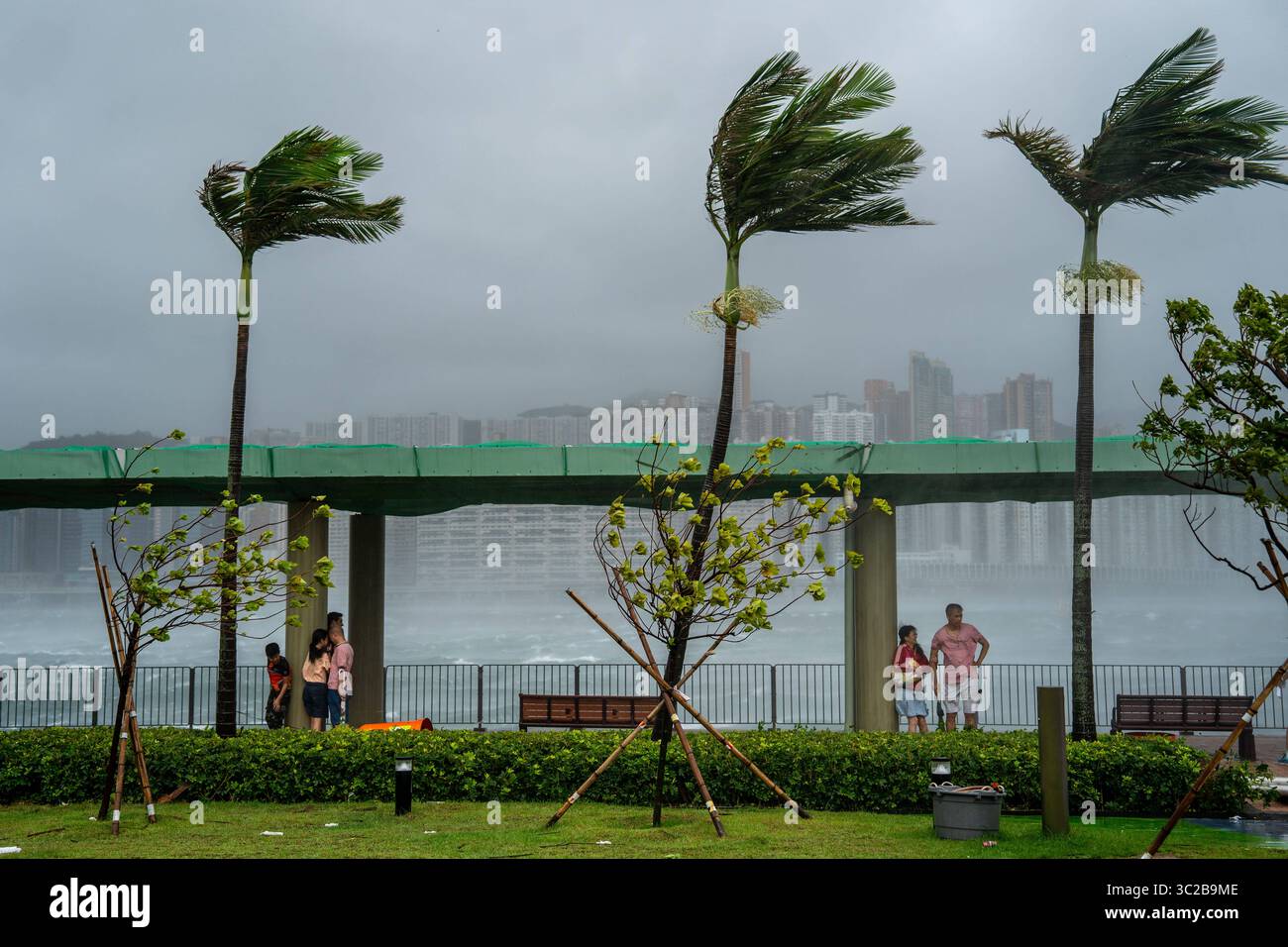 Hong Kong Typhoon Wipha Trees being blow by strong winds as Typhoon ...