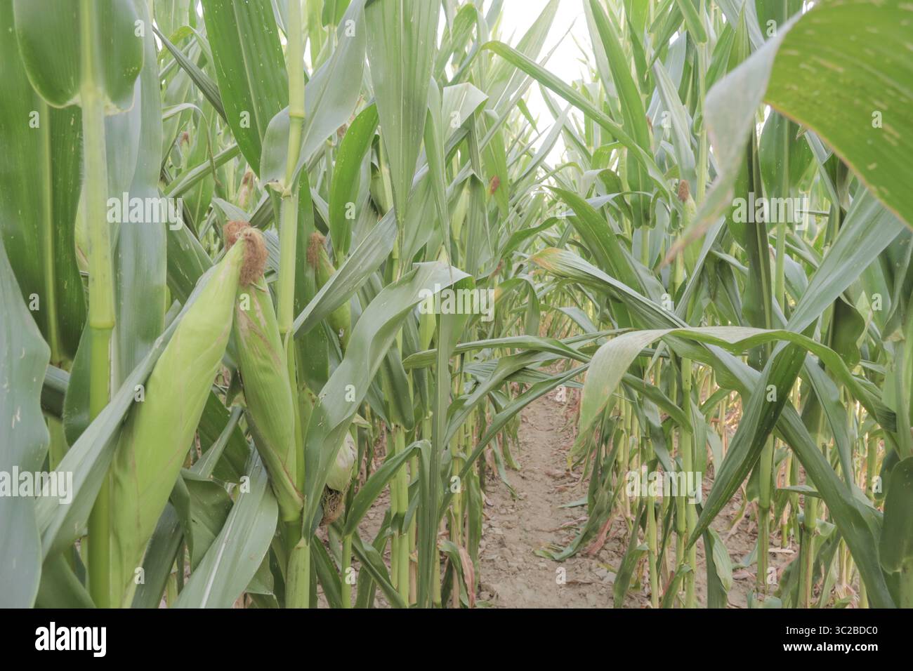White corn cobs field before harvesting Stock Photo - Alamy