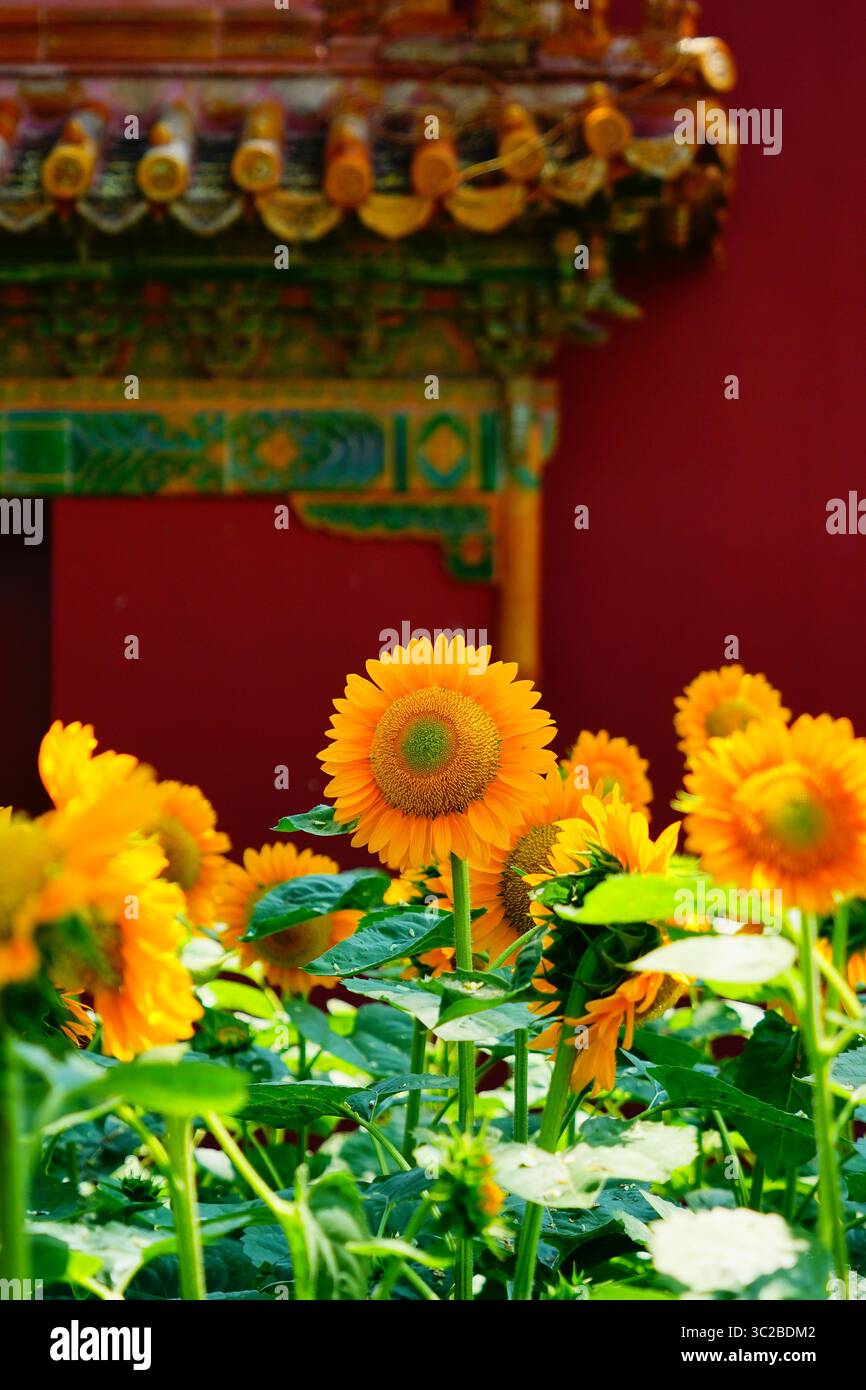 Sunflowers are in full bloom at a park in Beijing, China, 21 July, 2025 ...