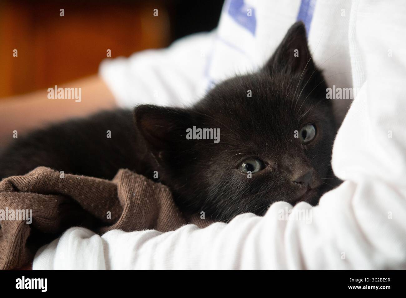 Black kitten resting calmly in a person's arms Stock Photo - Alamy