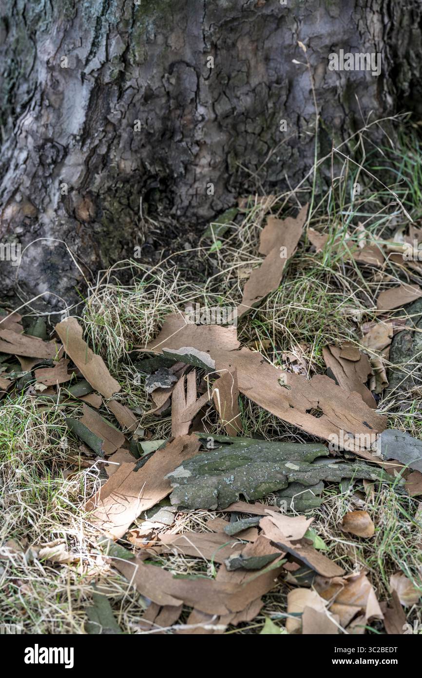 Plane trees, Platanus Ã— acerifolia, often shed their bark in summer ...