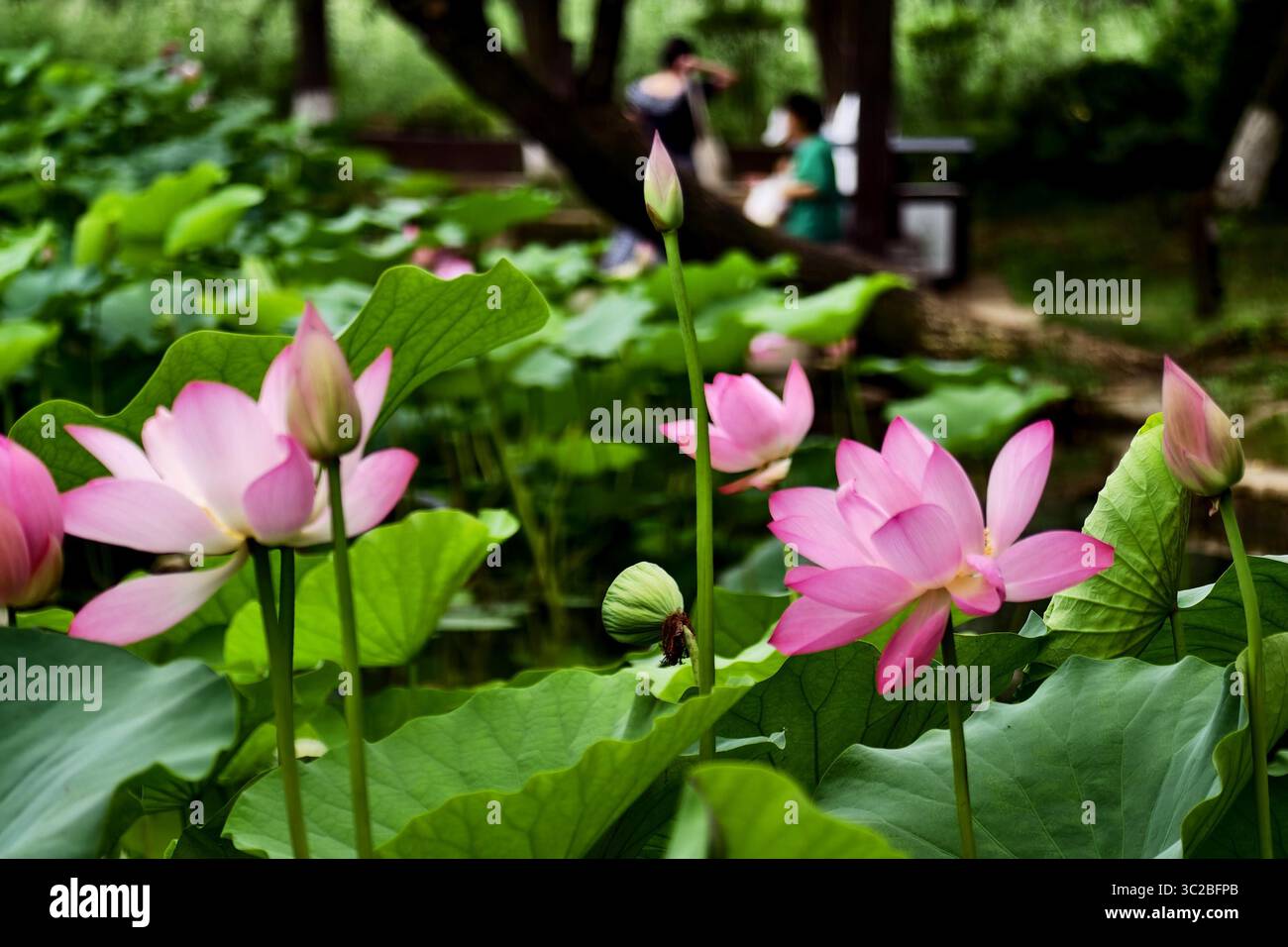 Lotus flowers bloom at a park in Dalian City, northeast China's ...