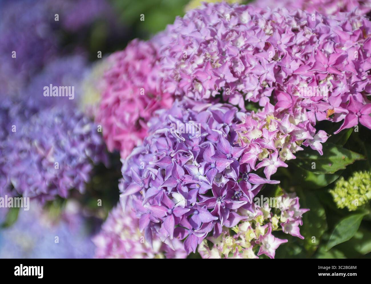 Pink and purple hydrangea flowers fill the picture, bright, lively ...