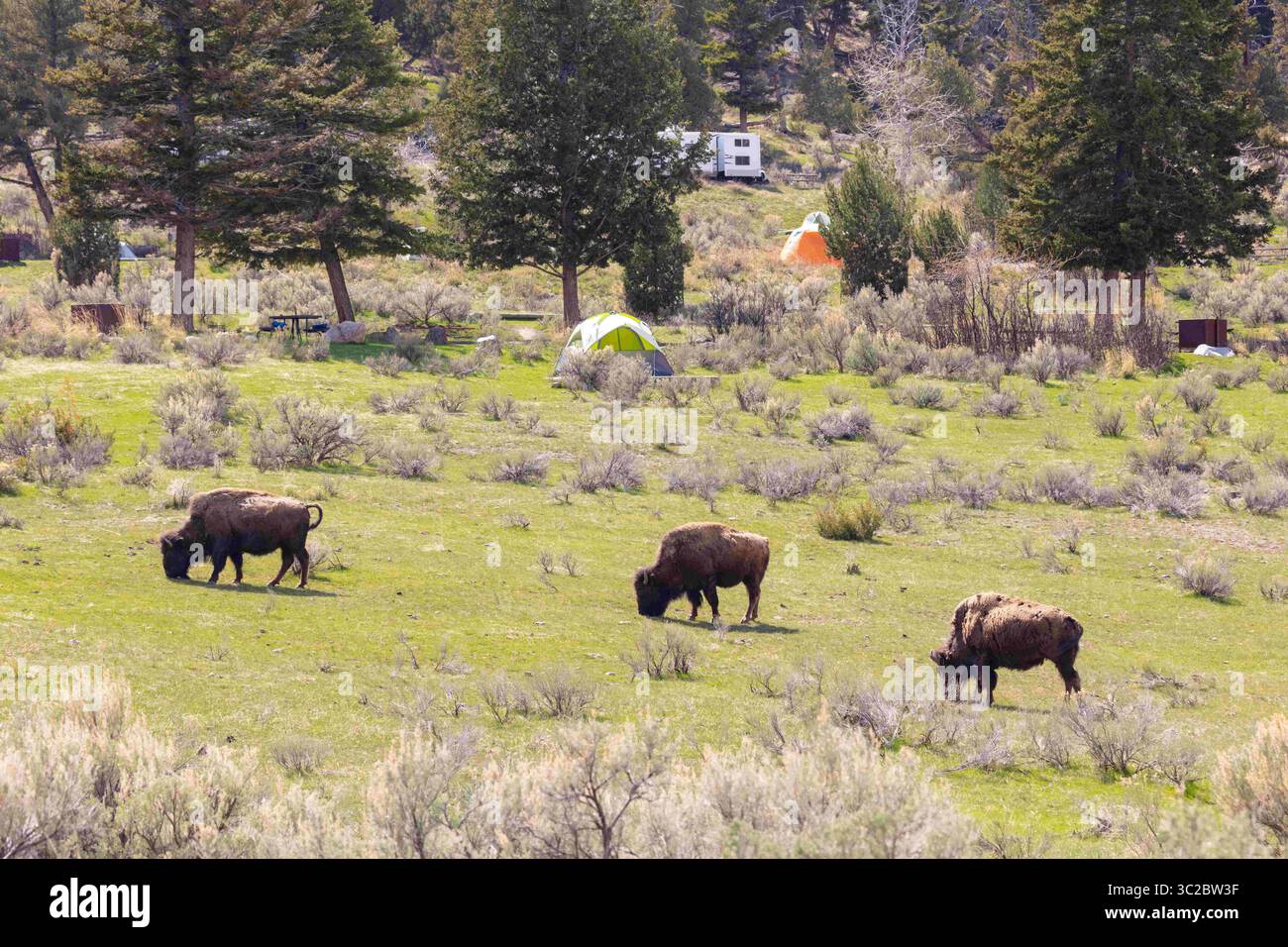 Mammoth campground, wyoming hi-res stock photography and images - Alamy