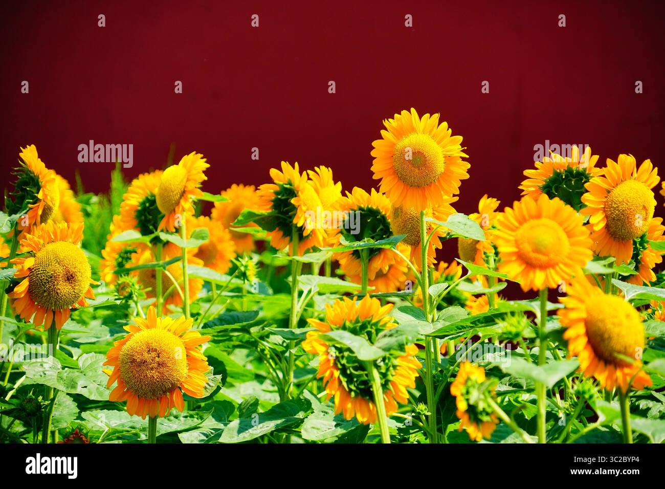 Sunflowers are in full bloom at a park in Beijing, China, 21 July, 2025 ...