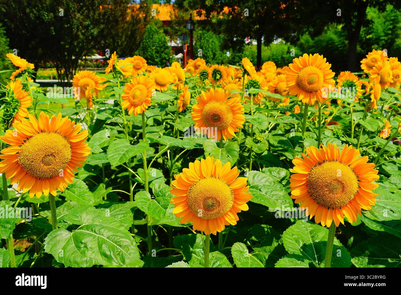 Sunflowers are in full bloom at a park in Beijing, China, 21 July, 2025 ...