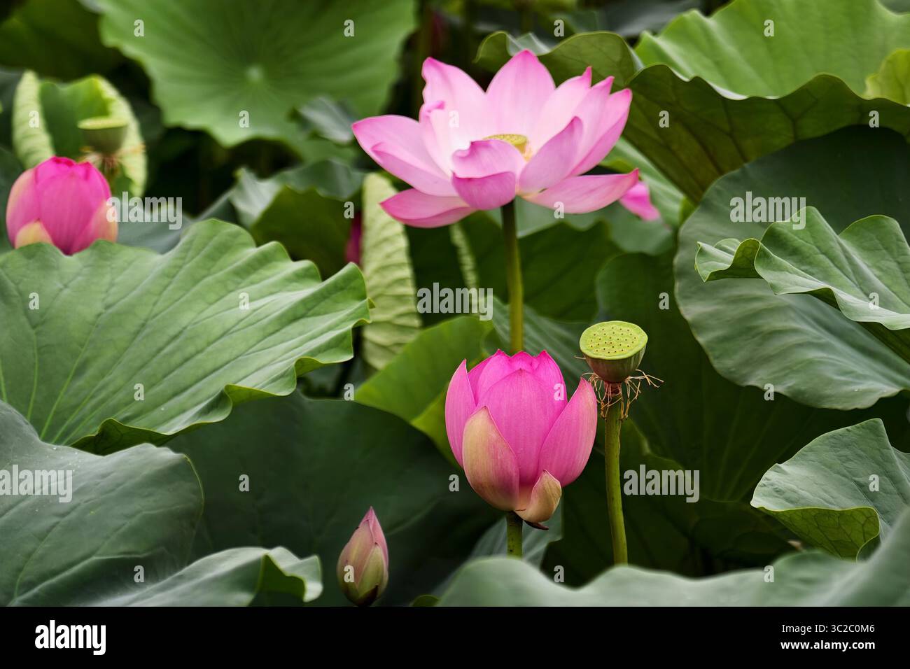 Lotus flowers bloom at a park in Dalian City, northeast China's ...