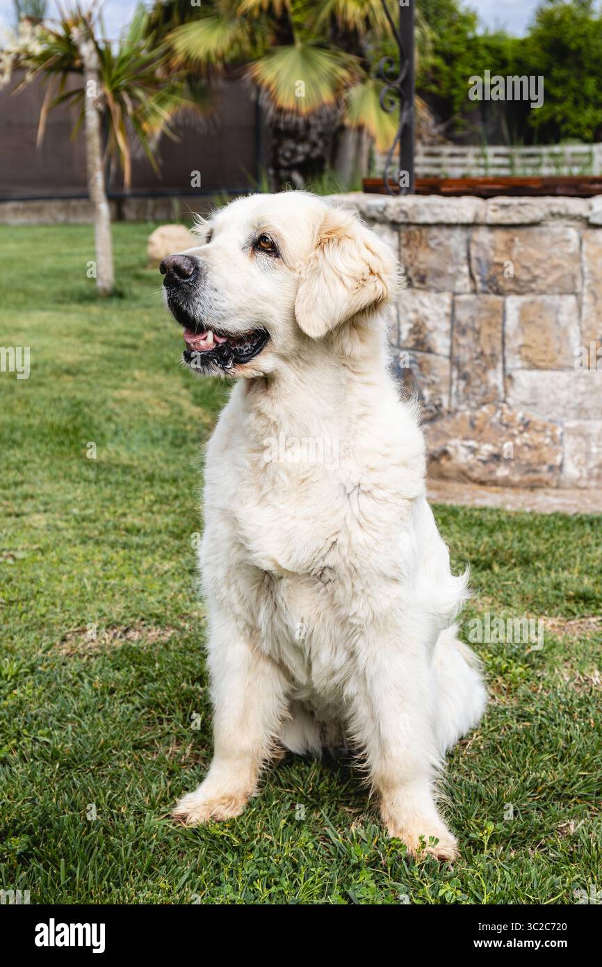 Golden retriever sitting on green grass near stone wall. Animals Stock ...