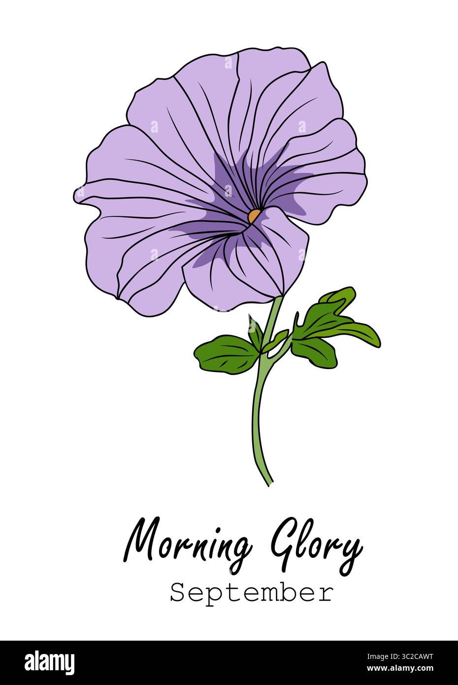 Morning glory botanical illustration Cut Out Stock Images & Pictures ...