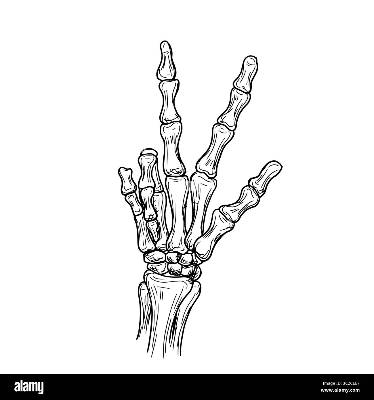Skull wrist death hand Stock Vector Images - Alamy