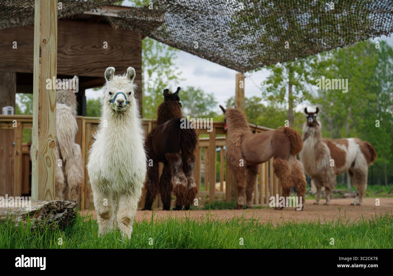 Free to roam large enclosure hi-res stock photography and images - Alamy