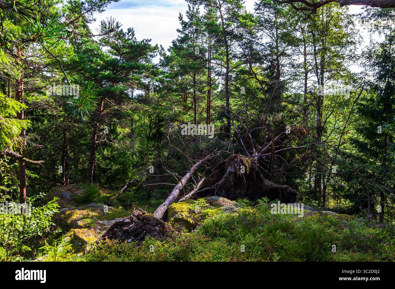 Entwurzelte Bäume in einem kleinen Waldstück bei Henan, Insel Orust ...