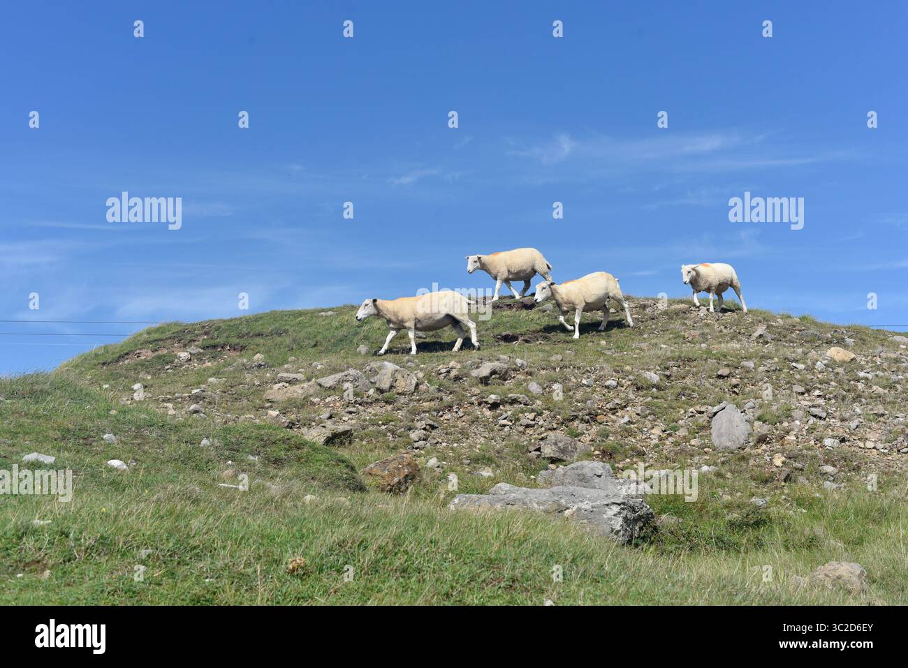 Great sheep wool in hi-res stock photography and images - Alamy