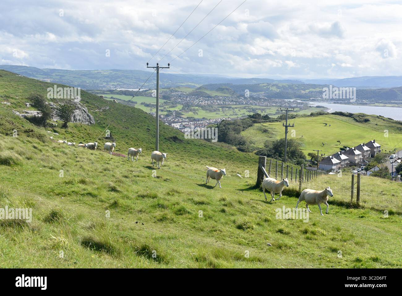 Sheep on Great Orme, Llandudno, Wales, UK Stock Photo - Alamy