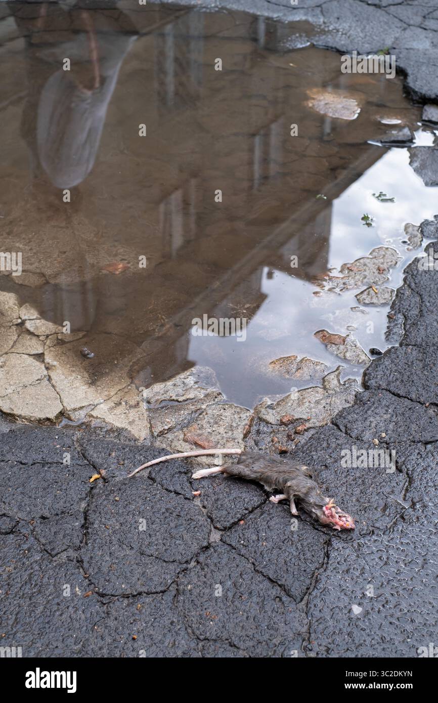 May 17, 2019: Warsaw, Poland: Dead rat with the head pecked out by ...