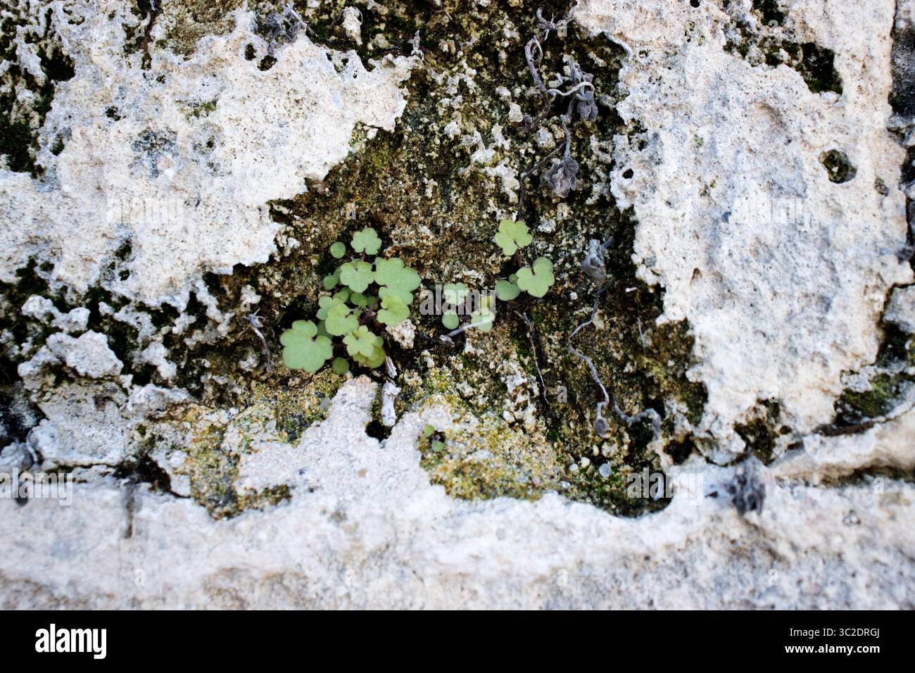 detail and background texture of typical rock on Menorca Stock Photo ...