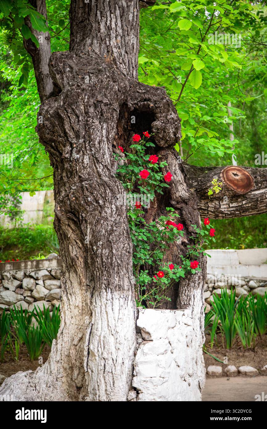 The roses grow in the mulberry tree Stock Photo - Alamy