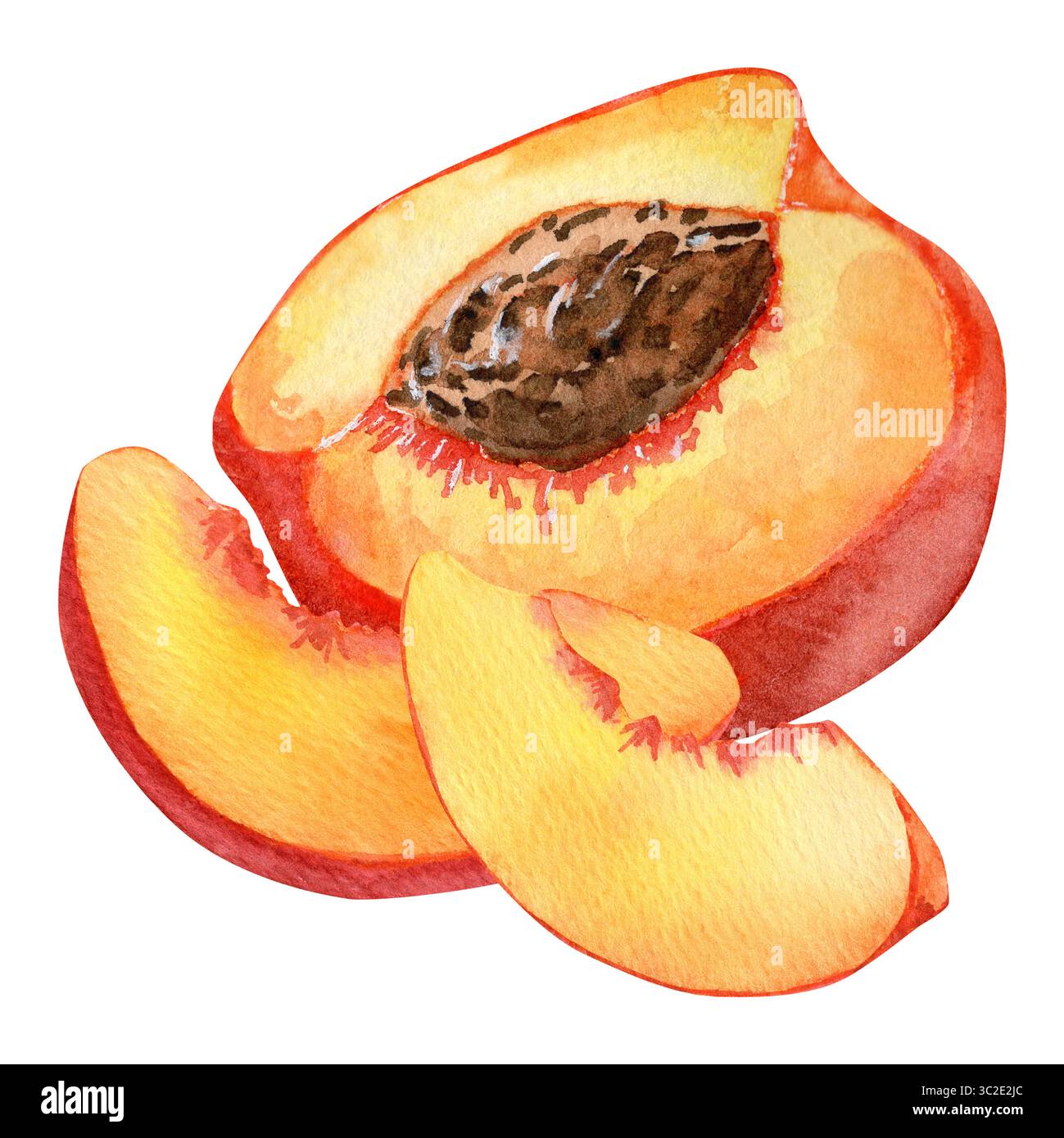 Watercolor composition with half peach with pit and two peach slices ...