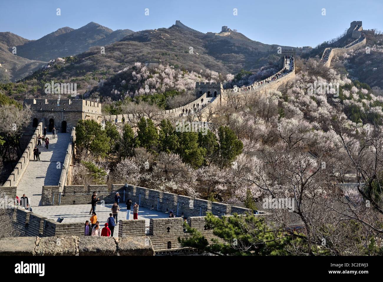 Winding Great Wall through flowering hills in Beijing, April 2025 Stock ...