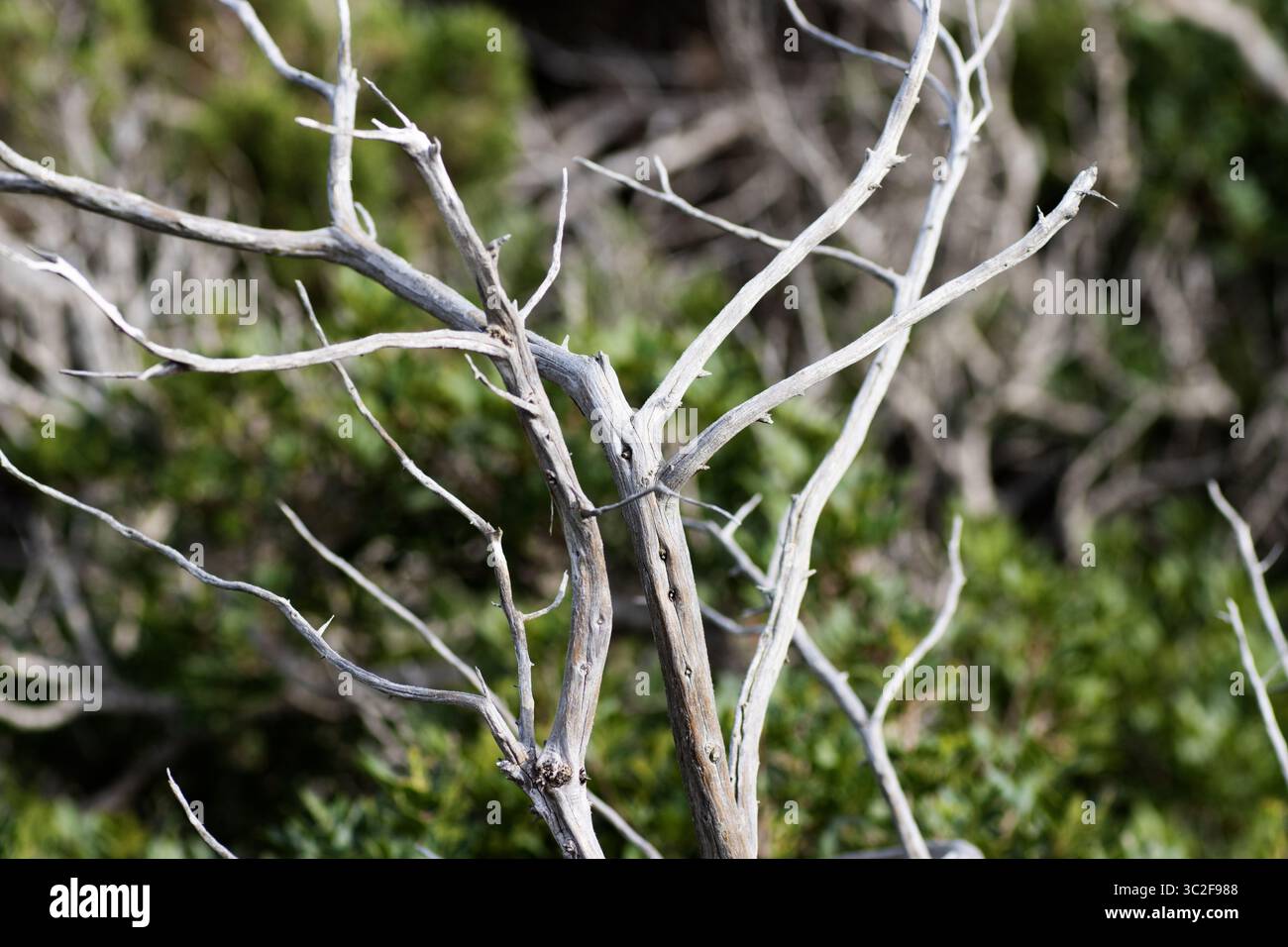 twisted and dried tree trunks on the beach and dunes Stock Photo - Alamy