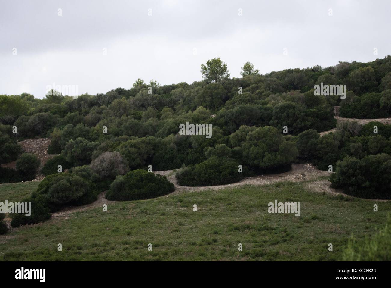 typical rolling hills with trees and short grass and paths in Menorca ...