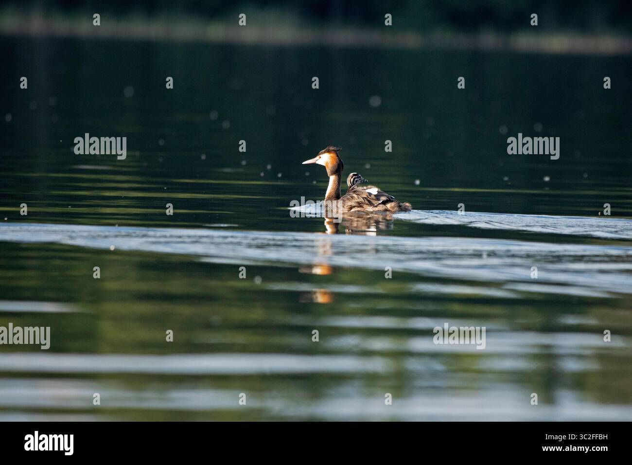 Great crested grebe (Podiceps cristatus) with chick, Lake Leppin ...