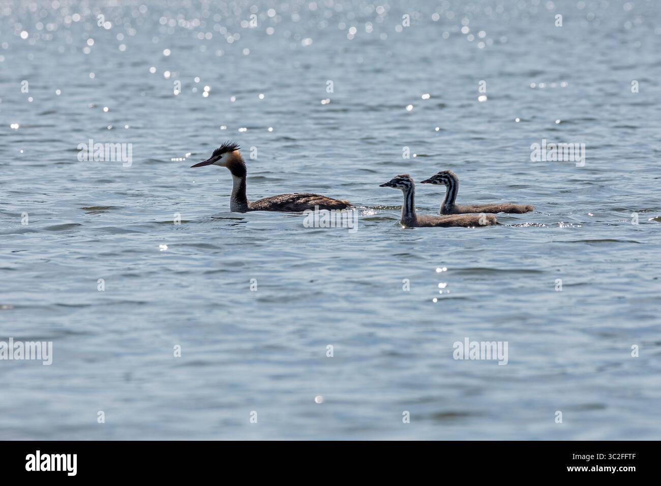 Great crested grebe (Podiceps cristatus) with chicks, Lake Leppin ...