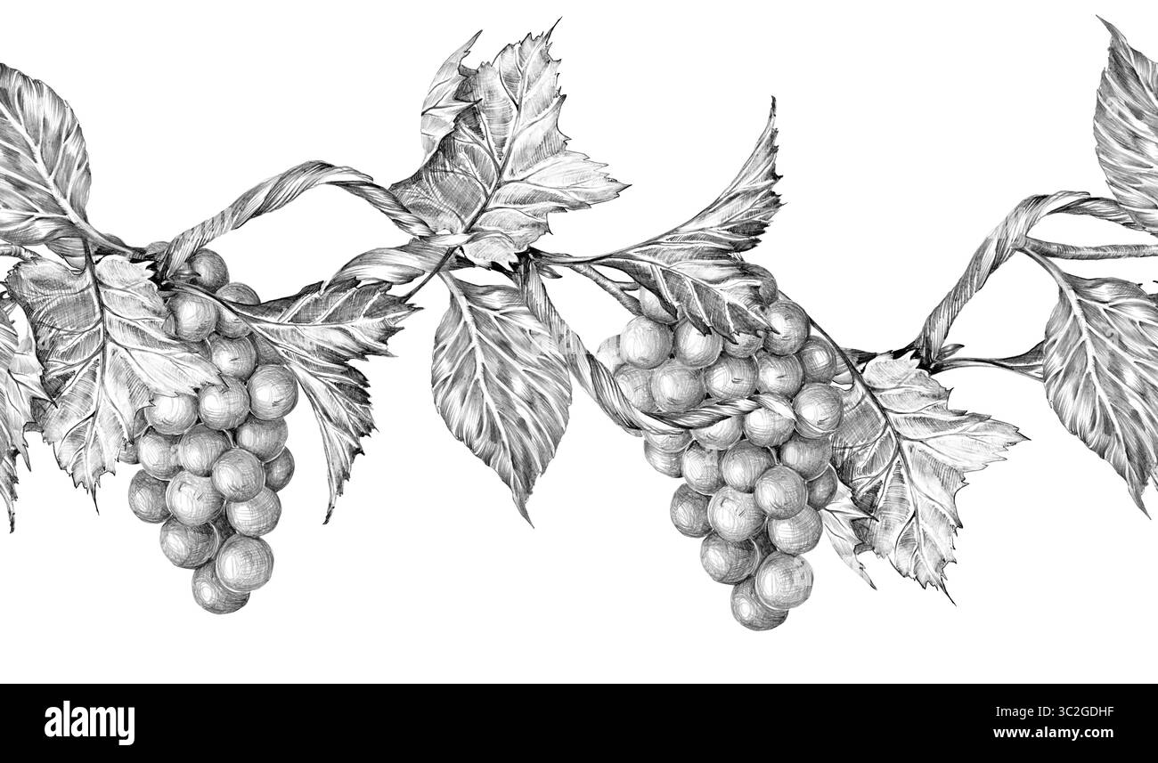 Grapevine branch with leaves and berries. Seamless border, Hand drawn ...