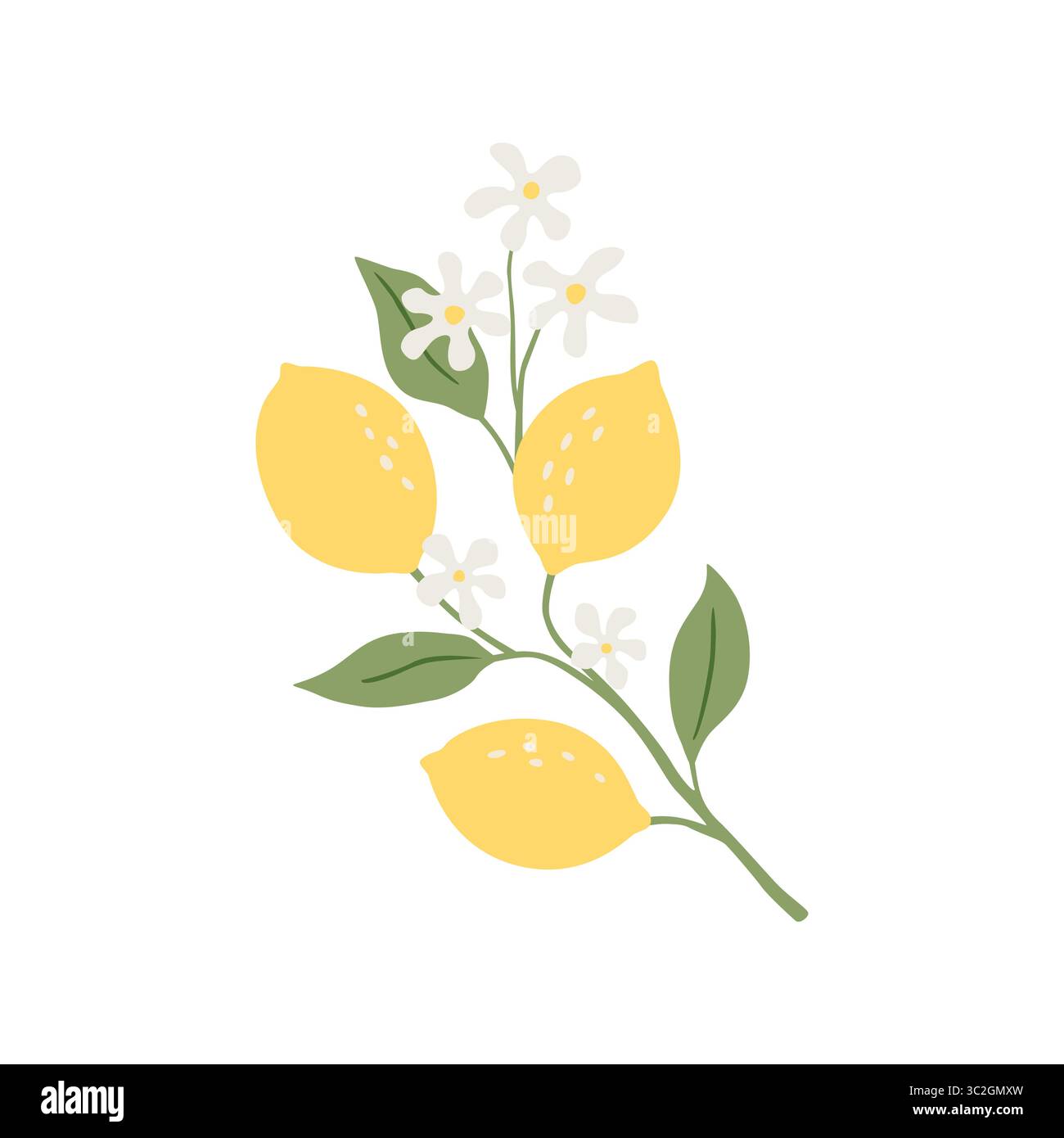 Vector drawing lemon tree branch with fruits,flowers and green leaves ...