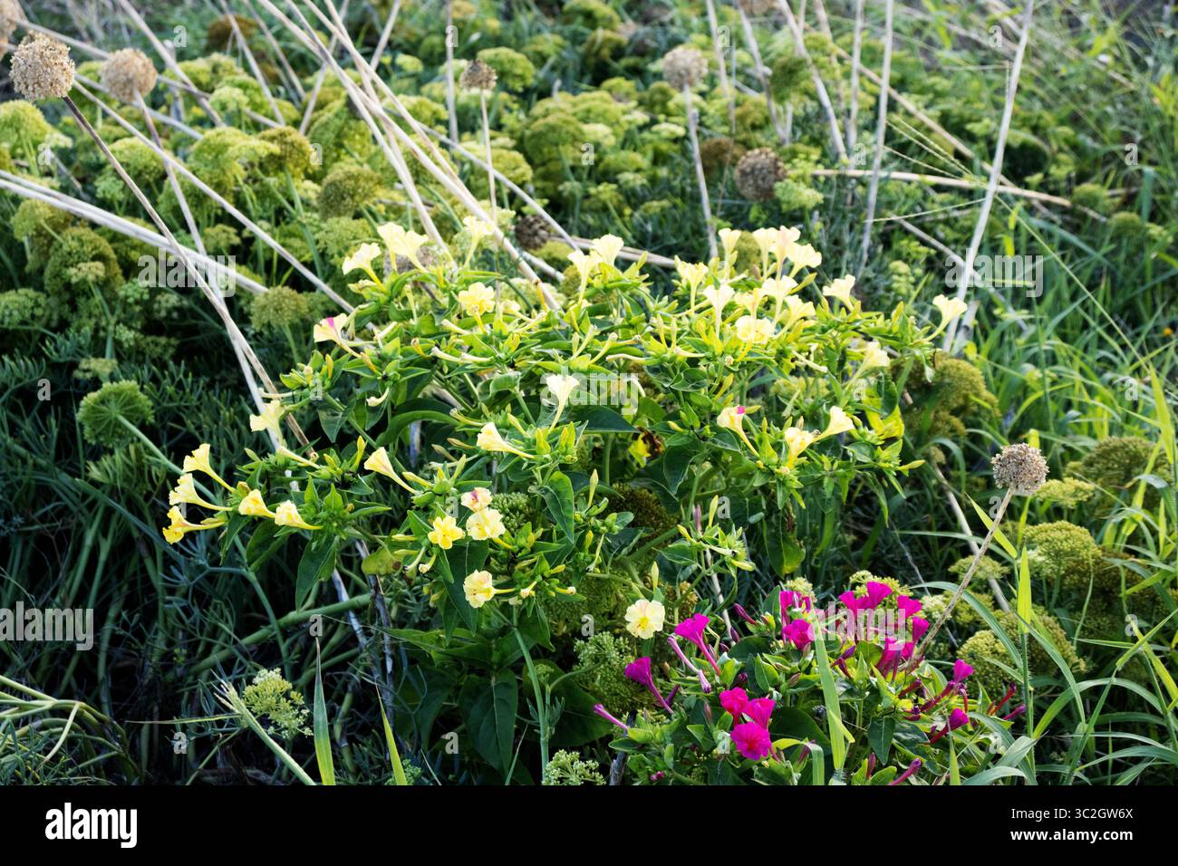 yellow and red Marvel of Peru or four o'clock flower (Mirabilis jalapa ...